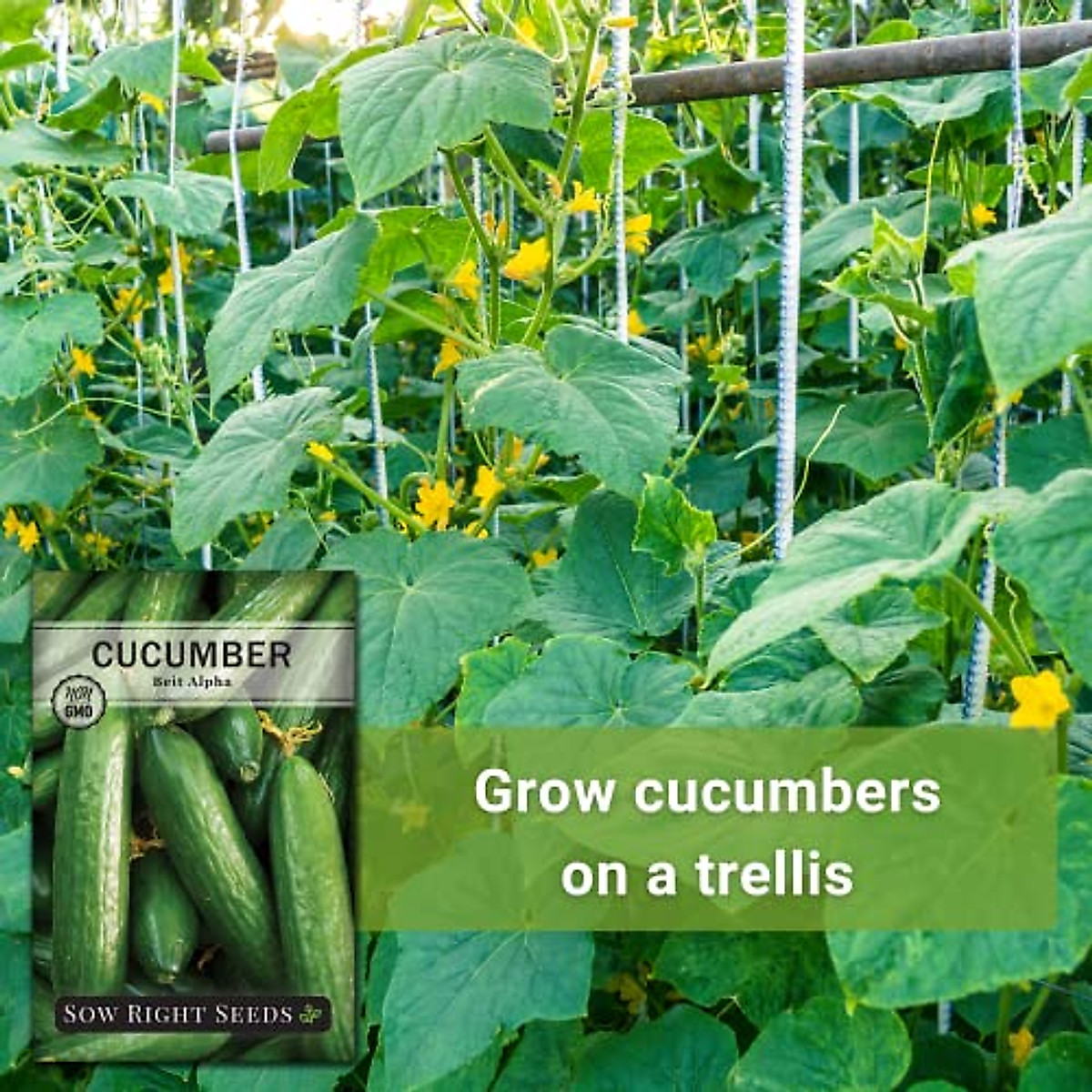 Sow Right Seeds - Beit Alpha Cucumber Seeds for Planting - Non-GMO Heirloom Seeds with Instructions to Plant and Grow a Home Vegetable Garden, Great Gardening Gift (1)