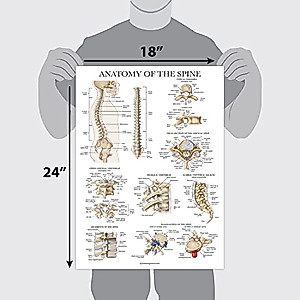 Palace Learning Anatomy of the Spine Poster - Laminated Spinal Anatomical Chart - 18" x 24"