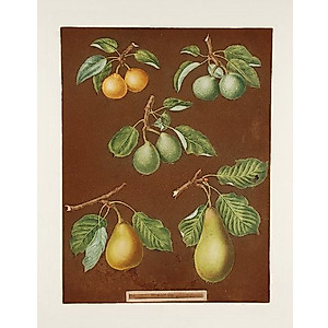 [Pears] Petit Muscat (Early Muscat Pear); Green Sugar Pear; Green Chisel Pear; Citron de Charmers