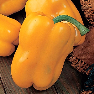 Burpee Golden Giant II Sweet Pepper Seeds 30 seeds