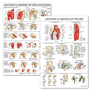 Palace Learning 2 Pack - Anatomy and Injuries of The Shoulder & Hip Poster Set - Anatomical Chart Set - Laminated 18" x 24"