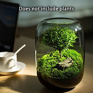 SARUFO Glass Plant Terrarium 6.3"X8.6" Inches Succulent Air Planter Fern Moss Micro-Landscape Vase for Home Garden Office Tabletop Decoration Container Indoor Wardian Copyright Patent