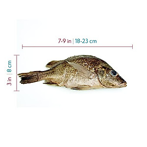 Anatomy Lab Perch Specimen for Dissection, for Biology Classrooms, Plain Injection 7-9 Inches, Vacuum Pack of 10