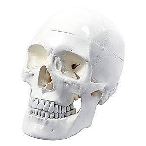 Wellden Medical Anatomical Human Skull Model High Quality, Classic, 3-Part, Life Size
