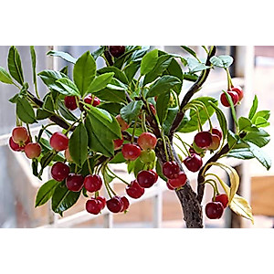 20 Bonsai Dwarf Cherry Tree Seeds | Indoor or Outdoor Fruit Tree | Made in USA, Ships from Iowa