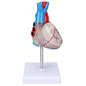 Heart Model, Transparent Design Heart Organ Model for Teaching aids