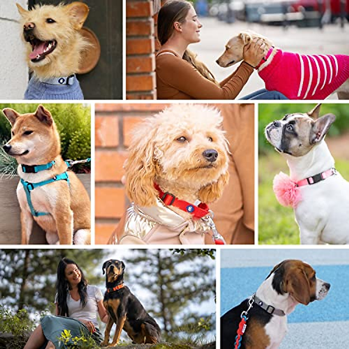 Blueberry Pet Essentials 21 Colors Classic Dog Collar, Turquoise, Small, Neck 12"-16", Nylon Collars for Dogs