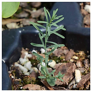 Everwilde Farms - 2000 Blue Flax Wildflower Seeds - Gold Vault Jumbo Seed Packet