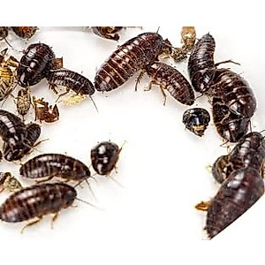 Josh's Frogs 1/2" - 3/4" Medium Orange Head Roaches (100 Count)