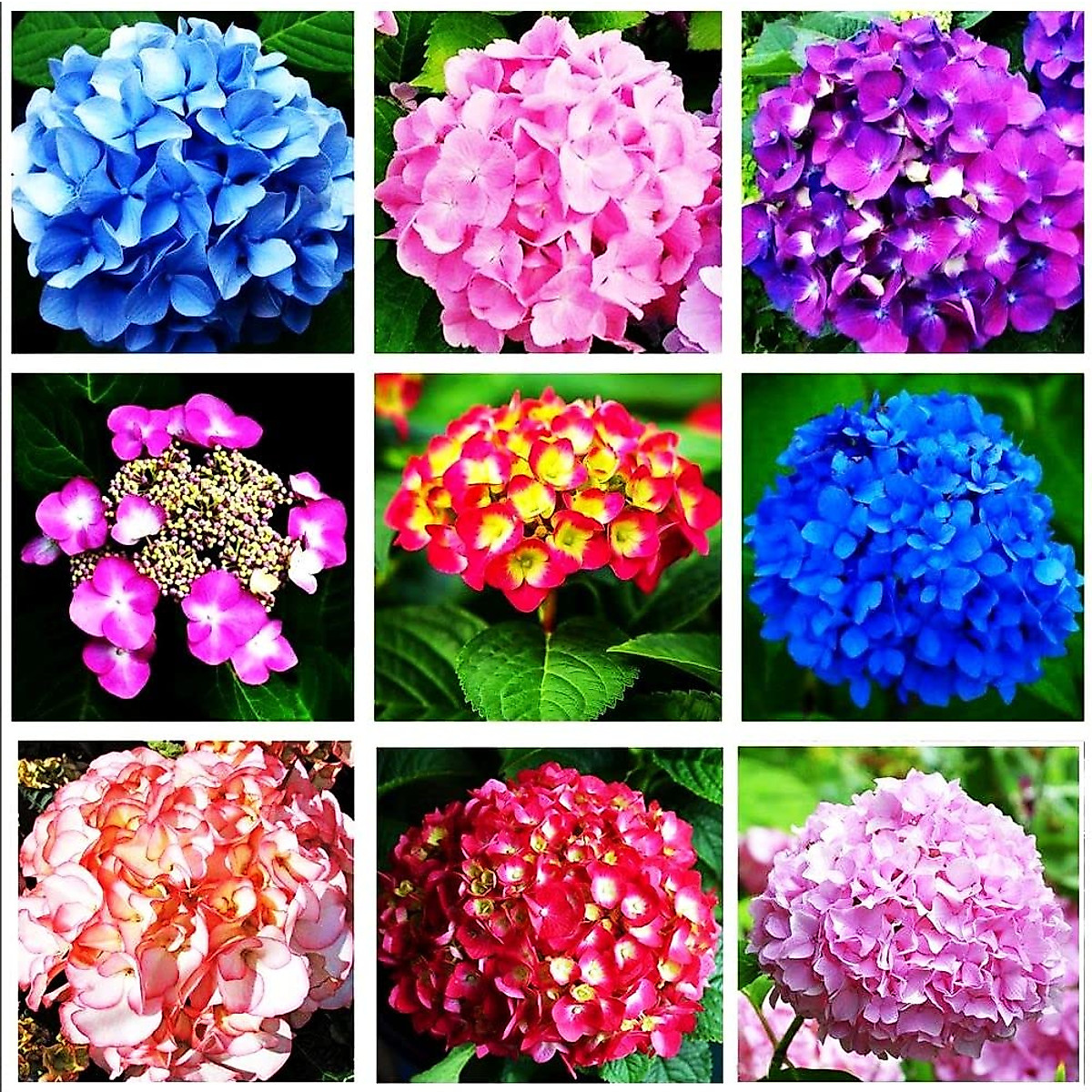 10 Pcs Mixed Color Multicolor Hydrangea Macrophylla Seed Bonsai Flower Plant Wedding Seeds