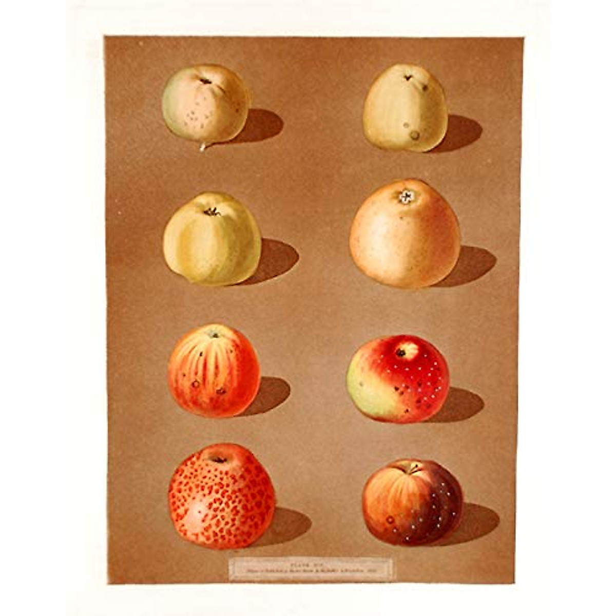 [Apples] Robertson's Pippin; Blanchard's Peppin; Lemon Pippin Apple; Aromatic Pippin; Embroidered Pippin