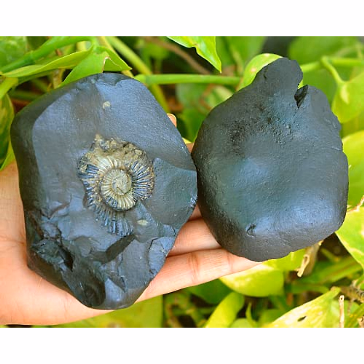 Shiva Lingam Shop 3.5"X3"Shaligram, Religious Gifts, Sudarshan Saligram Stone,Natural Shaligram Fossilized Shell, Iconic Symbol of The God Vishnu -I-6026