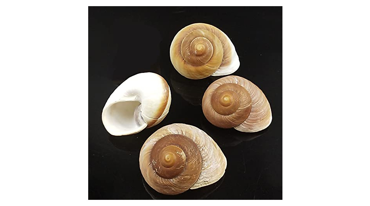 Buy 4 Pack Large Hermit Crab Shells for Your Aquarium