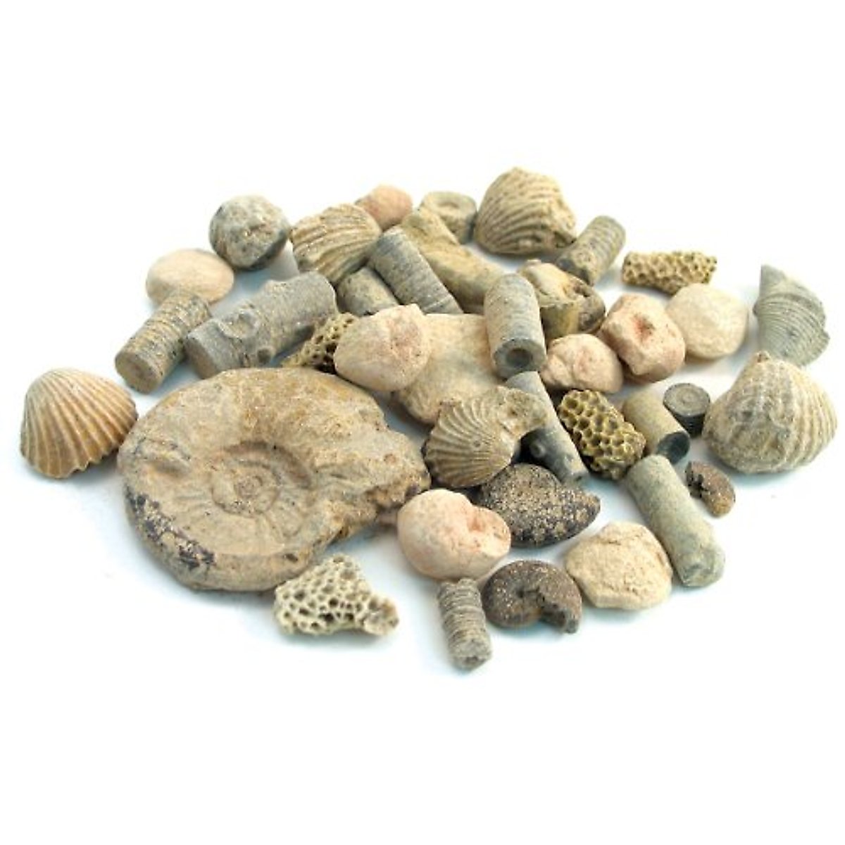 Fossil Sorting Kit 2 lbs