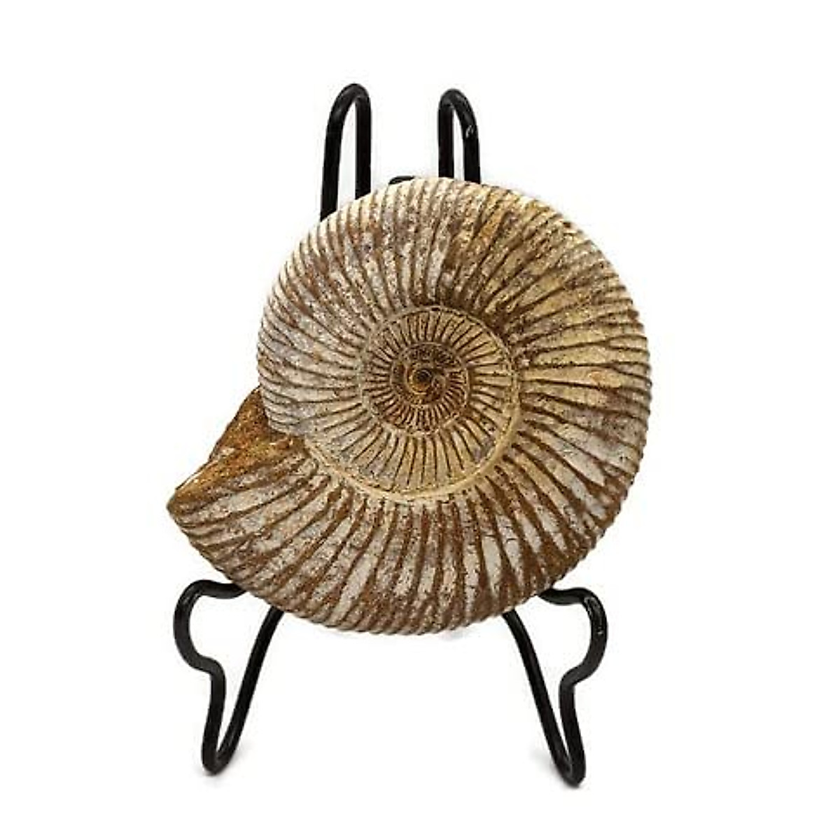 Ammonite Fossil with Stand. Genuine Ammonite from Madagascar.