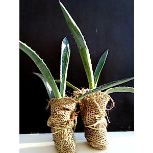 Agave Americana - Blue Agave - 2 Plants in Big Size