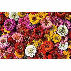 1200 Zinnia Seeds, Flower Seeds for Planting Outdoors, Zinnia Seeds Bulk Giving You The Zinnia Flowers You Need, Zinnia Elegans, 10 Grams, Non-GMO