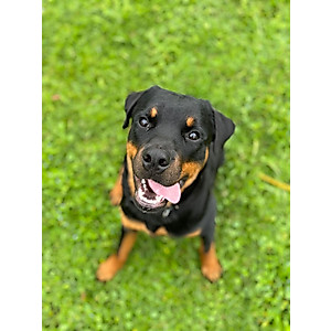 Generic Grill House Kind Rewards Dog Treats 4.5 oz (128g) Bac'N Sizzlers Flavored (Bacon)