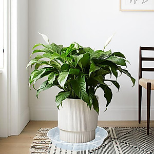 Afrine 6 Pack Plant Saucer Drip Tray, 4 5 6 8 9 10 12 14 16 18 inch, Heavy Sturdy Plastic Planter Flower Pot Saucers for Indoor Outdoor Garden, Plant Water Drip Trays for pots Base (6", Clear)