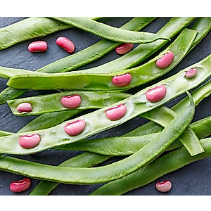 Heirloom Scarlet Runner Beans Seeds - 20 Large Bean Seeds Non GMO - Marde Ross & Company ®