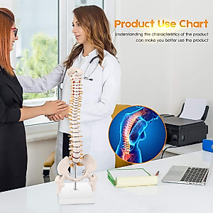 Mini Spine Anatomy Model, Human Spine Model, with Spinal Disc Pelvis Model, Perfect for Learning and Teaching(1/2 Life Size)