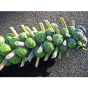 Brussel Sprouts Seed, Churchill, Heirloom, Non GMO, 25+ Seeds, Early Sprouting, COUNTRY CREEK ACRES