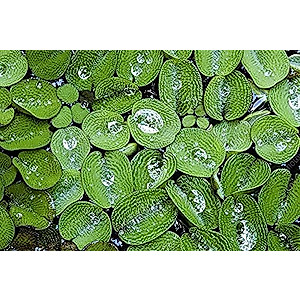 50 Water Spangles (Salvinia Minima) Live Floating Plants for Aquarium or Pond by TMDFishKeeping