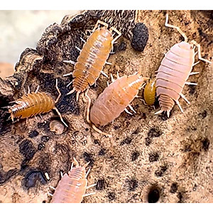 Bugzy Bugs Powder Orange Live Isopods Porcellio Pruinosus Cleanup Crew Roly Poly for Insect Terrarium Reptile Pet Food