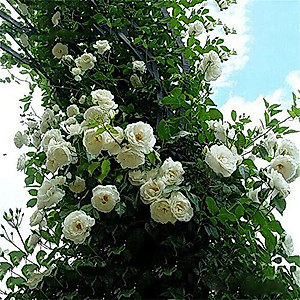 zcbang 100Pcs Mix Climbing Rose Rosa Bush Vine Climber Fragrant Butterfly Flower Seeds