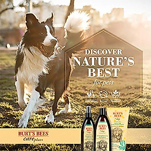 Burt's Bees for Dogs Care Plus+ Natural Sea Buckthorn & Kelp Restoring Nose & Paw Lotion | Heals & Moisturizes Dog Noses and Paws | pH Balanced for Dogs - Made in USA, 6 Oz Bottle of Lotion