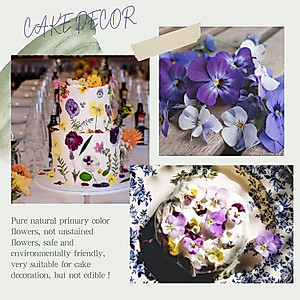 48 Pcs Mix Natural Dried Pressed Flowers for Cake Decorating, Real Dry Flower for Resin Jewelry Making, DIY Art Crafts - Johnny Jump Up