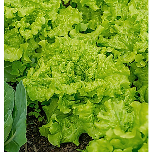 Burpee Black Seeded Simpson Lettuce Seeds 2000 seeds
