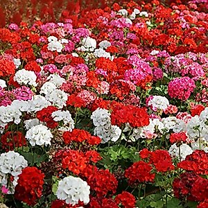 Outsidepride Geranium Garden Flower Seed Plant Mix for Containers, Baskets, Beds, & Window Boxes - 100 Seeds
