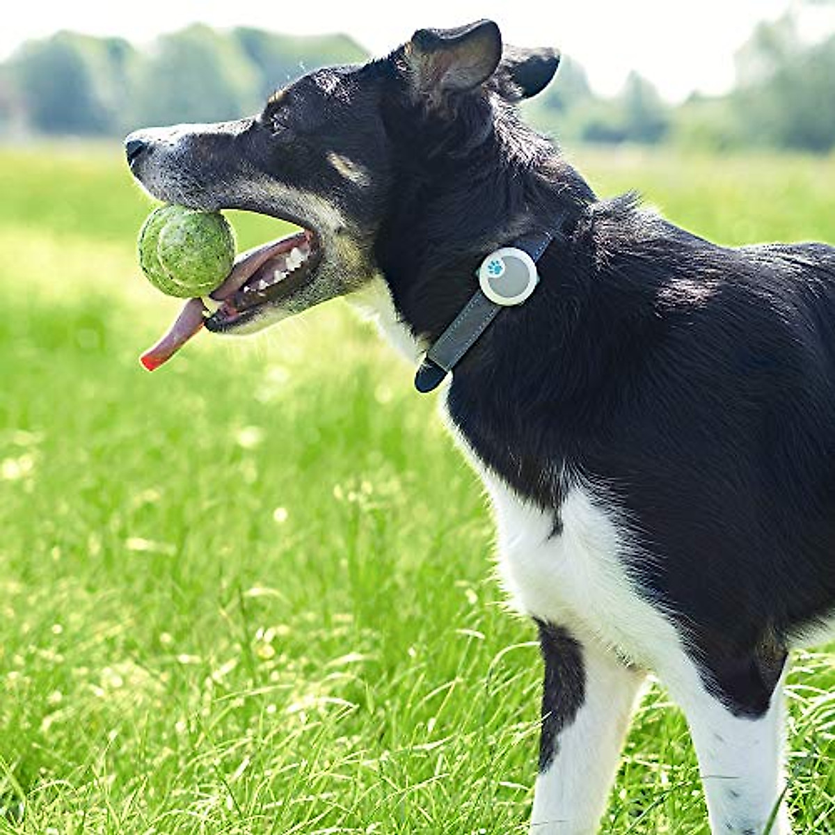SureFlap Animo Activity Tracker and Behavior Monitor for Dogs, .06 LB