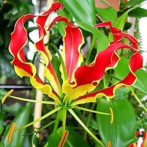 QAUZUY GARDEN 5 Creeping Climbing Flame Lily (Glory Gloriosa Lily/Fire Lily/Gloriosa Superba) Tiger Claw Agnishikha Seed Heirloom Eye-Catching Perennial Flower Attract Pollinators