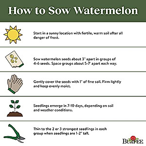 Burpee Crimson Sweet Watermelon Seeds 100 seeds