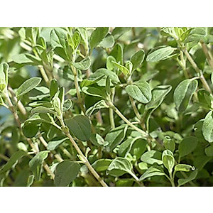 TKE Farms - Marjoram Seeds for Planting, 500 mg approxi. 2000 Seeds, Origanum majorana