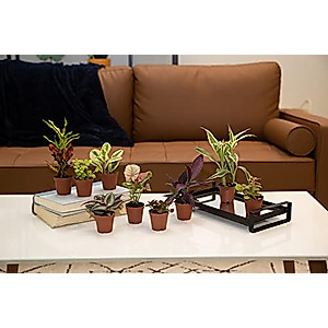 Costa Farms Mini Houseplants (6 Pack), Easy Grow Live Indoor House Plants in Nursery Plant Pots, Grower's Choice with Soil Potting Mix, Potted Home Décor Planter or Outdoor Garden Gift