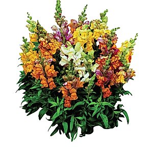 Burpee Tutti Frutti Snapdragon Seeds 60 seeds