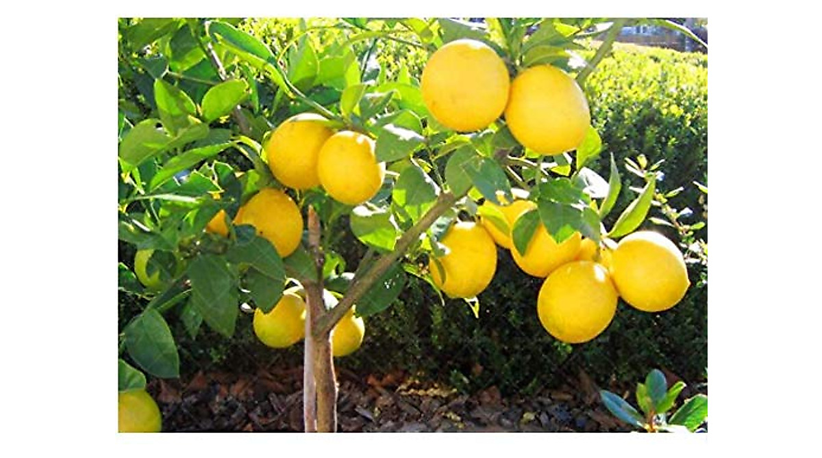 Grow Dwarf Lemon Bonsai Tree Seeds - 20 Seeds