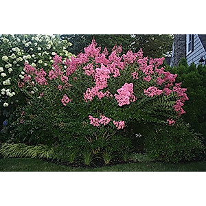 Large HOPI Crape Myrtle, 2-4ft Tall When Shipped, Matures 8-10ft, 1 Tree, Beautiful Bright Pink, (Shipped Well Rooted in Pots with Soil)