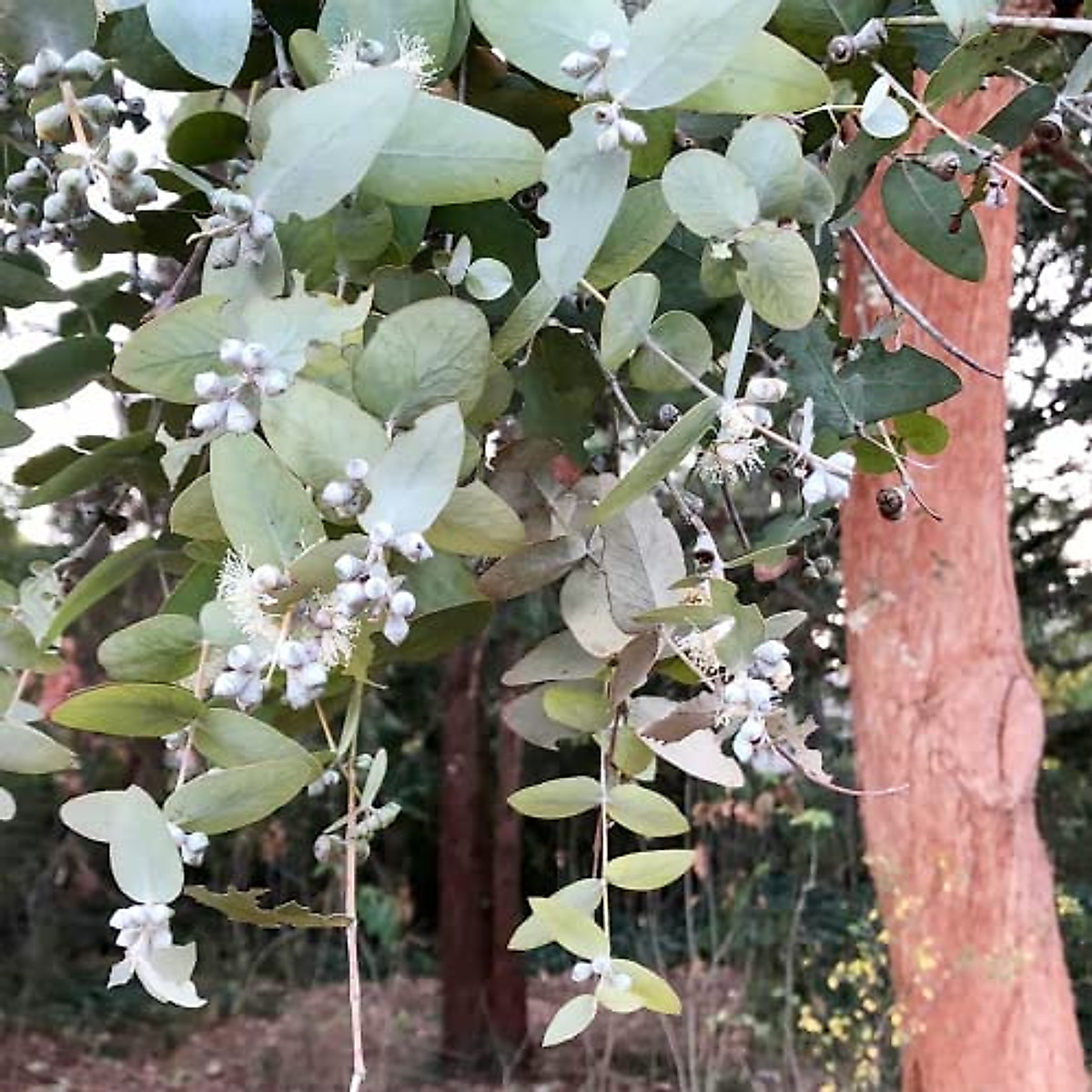 Eucalyptus Cinerea Seeds Silver Dollar Eucalyptus Distinctive Round, Silvery-Blue Leaves Fast-Growing Drought-Tolerant Adds Unique and Attractive Element to Gardens Landscapes 25Pcs by YEGAOL Garden