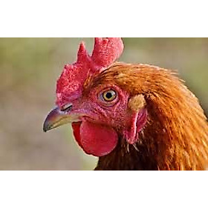 Nubiotic 4X Concentrate Oregano Oil for Chickens & Turkeys - 32 OZ