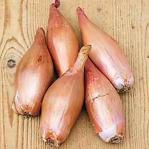 Park Seed Classic French Zebrune Shallot Seeds, Productive Heirloom, Pack of 200 Seeds