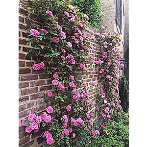 Gro From Climbing Rose Seeds for Planting Outdoors - Rosa Bush Vine Rose Heirloom Flowers Garden 250+ Seeds