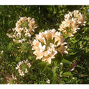 "Large Flowered Phlox" Collomia Seeds for Planting, 50+ Flower Seeds Per Packet, (Isla's Garden Seeds), Non GMO & Heirloom Seeds, Scientific Name: Collomia grandiflora, Great Home Flower Garden Gift