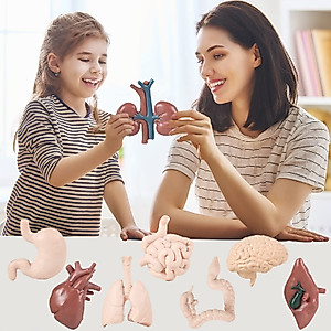 8PCS Human Organs Model Mini Human Body Parts Anatomy Toys for Kids, Anatomy Models Physiology Study Tools Students Sciences Learning Kit