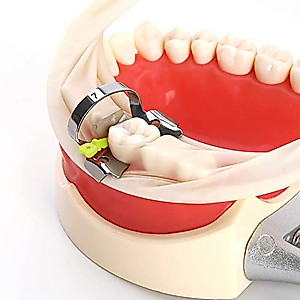 DAMUZHI Orthodontic Matrix Wedges Dental Prime Teeth Interproximal Wedge Guard With Metal Plastic Wedge Knife With Protection Dental Steel 3box 50Pcs/box