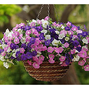 100+ Mixed Petunia Climbing Flower Seeds Plants Garden Bonsai Perennial Flowers