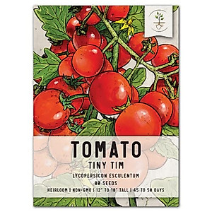 Seed Needs, Tiny Tim Miniature Tomato Seeds for Planting Indoors (Lycopersicon esculentum) Single Package of 80 Seeds - Heirloom, Non-GMO & Untreated